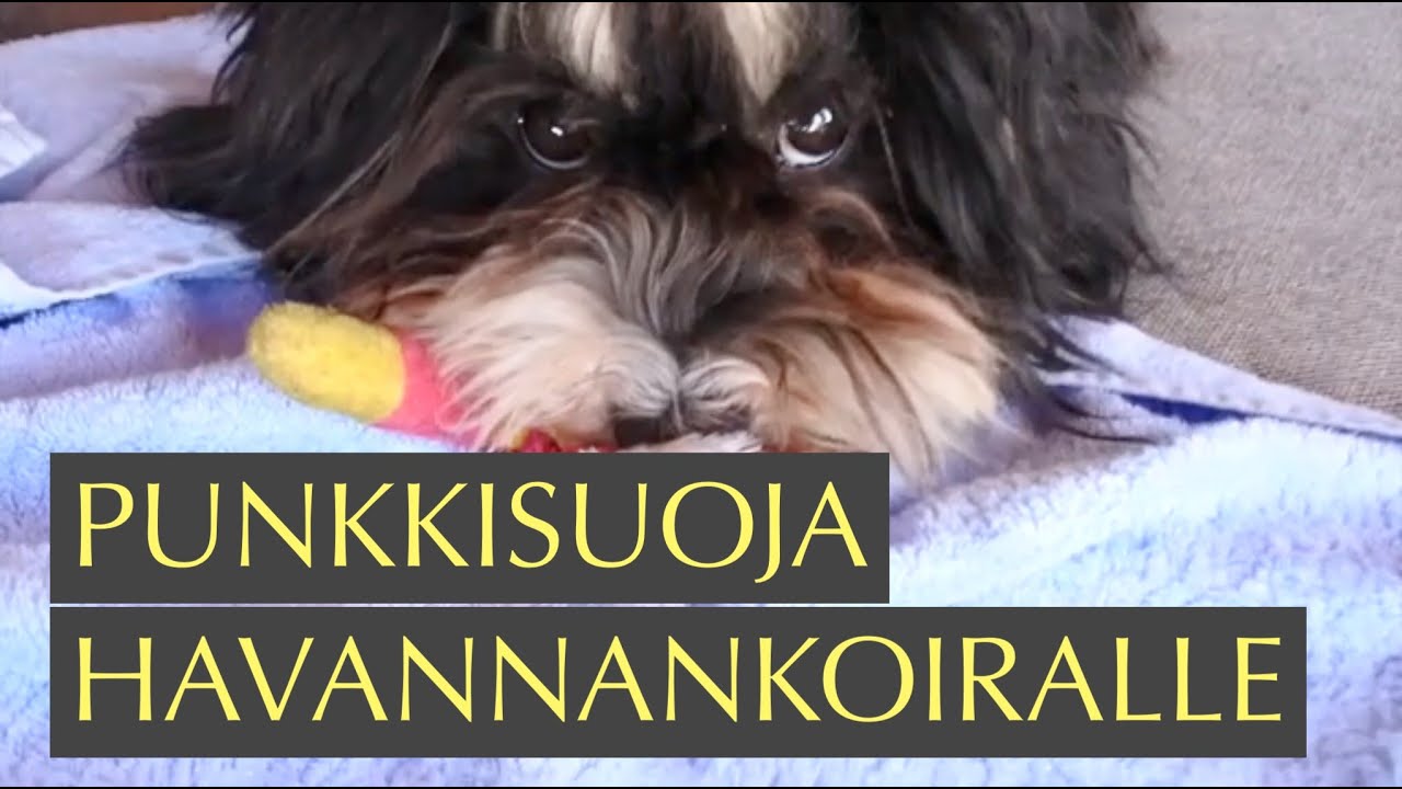 Lakulle (havannankoira) punkkisuoja: koiralle punkkipanta ...