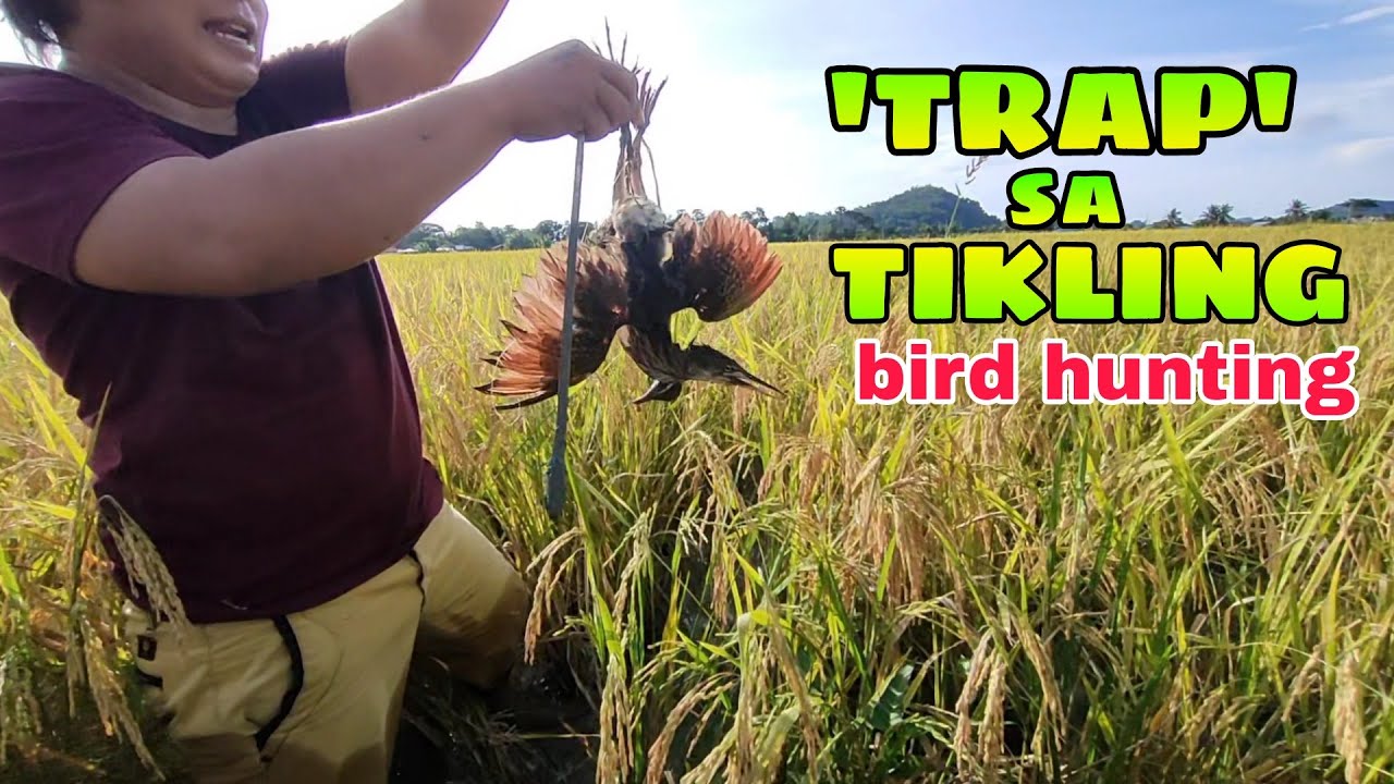 TRAP PARA SA IBONG TIKLING | SIMPLENG BUHAY BUKID buhay probinsya - YouTube