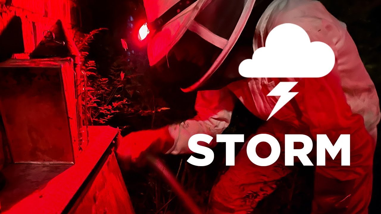 Electrifying Bee Removal Mission Turned Stormy Expedition - YouTube