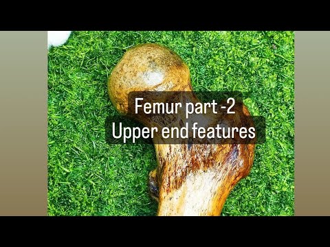 Anatomy of Femur part-2 (upper end features) - YouTube