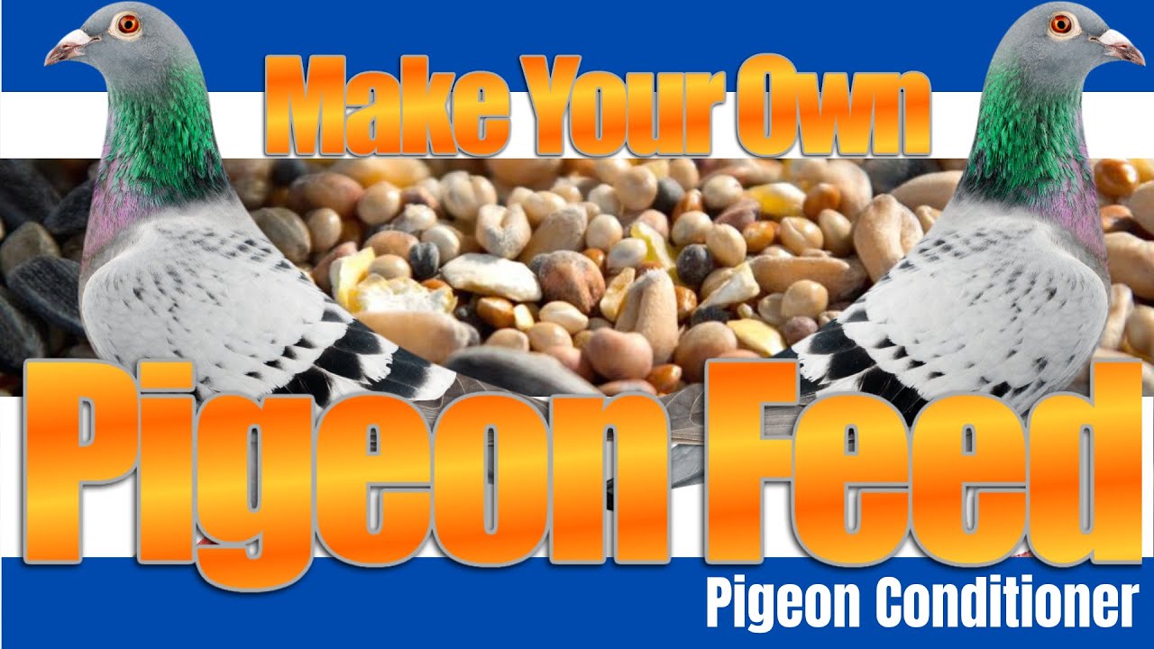 Pigeon Feed: How To Make Pigeon Conditioner/Treat - Racing Pigeons ...