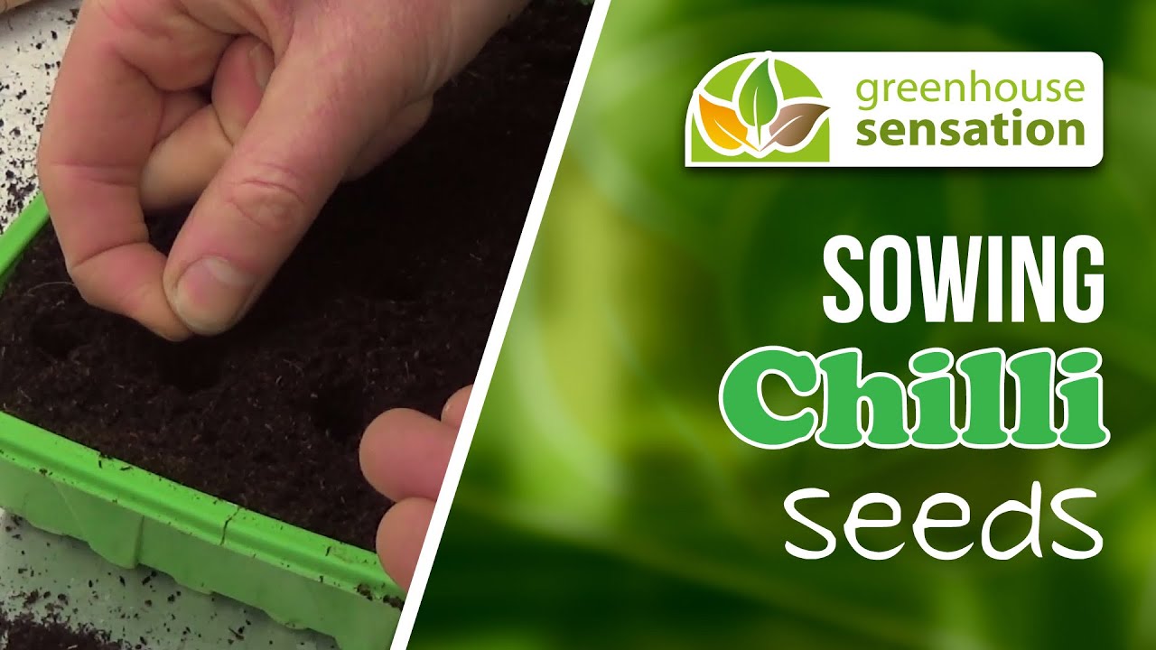 How To Grow Chillies: Sowing Chilli Seeds - YouTube