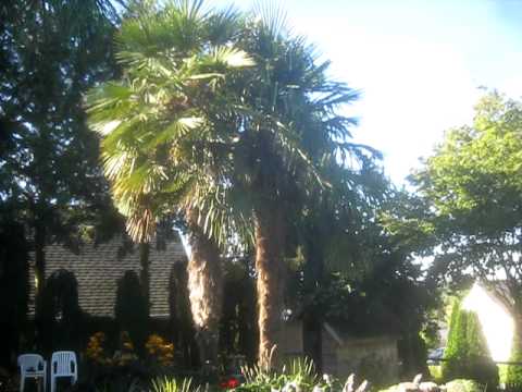 Big Palm Trees in Western Canada - YouTube