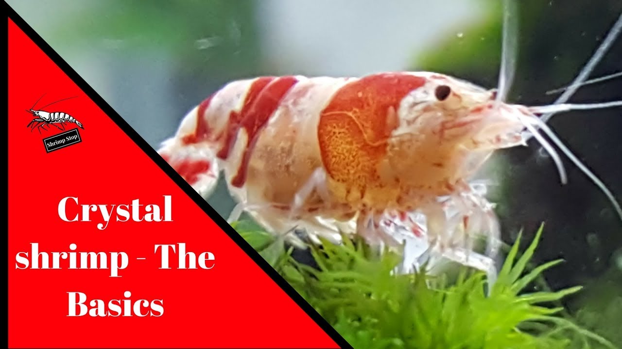 Crystal shrimp - The Basics - YouTube