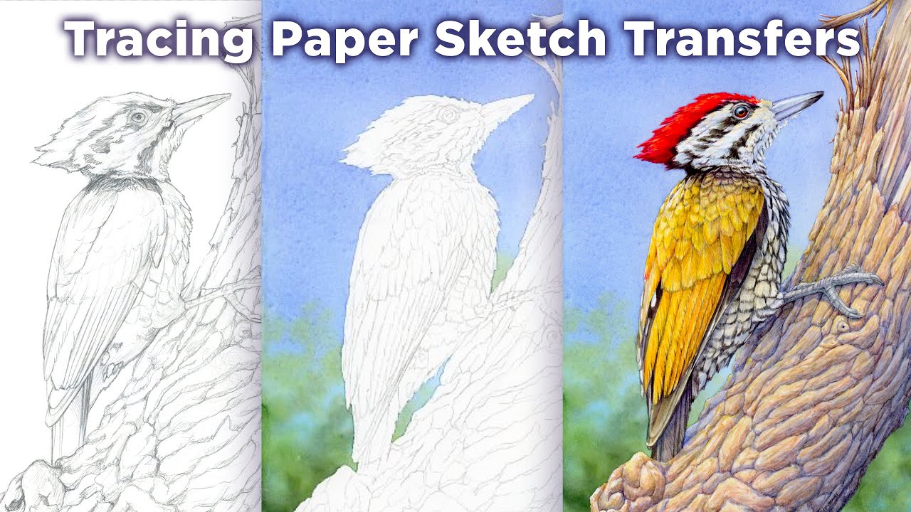 Tracing Paper Sketch Transfers for watercolor and other media. Preserve ...
