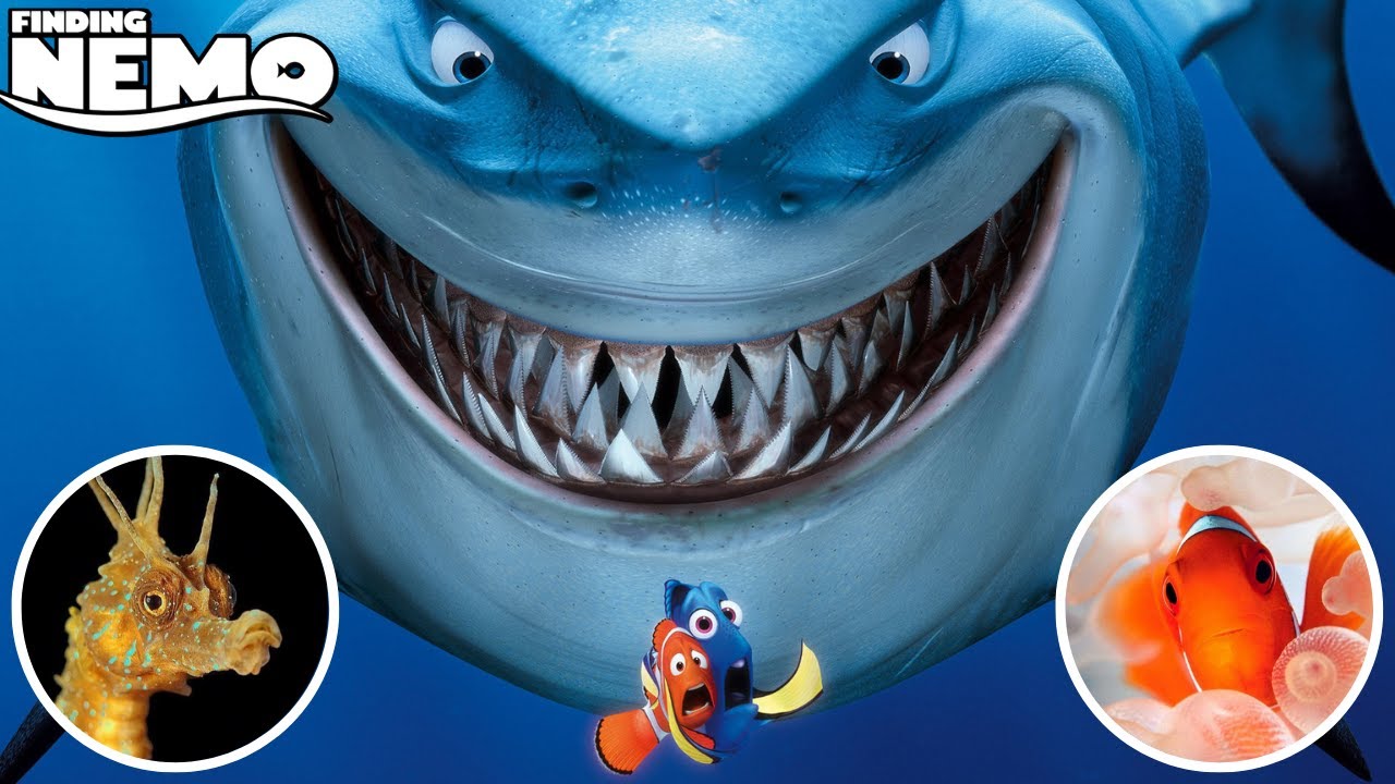 Learn Animals with 'Finding Nemo' | 05 | Wildlife Adventure | Storyline ...