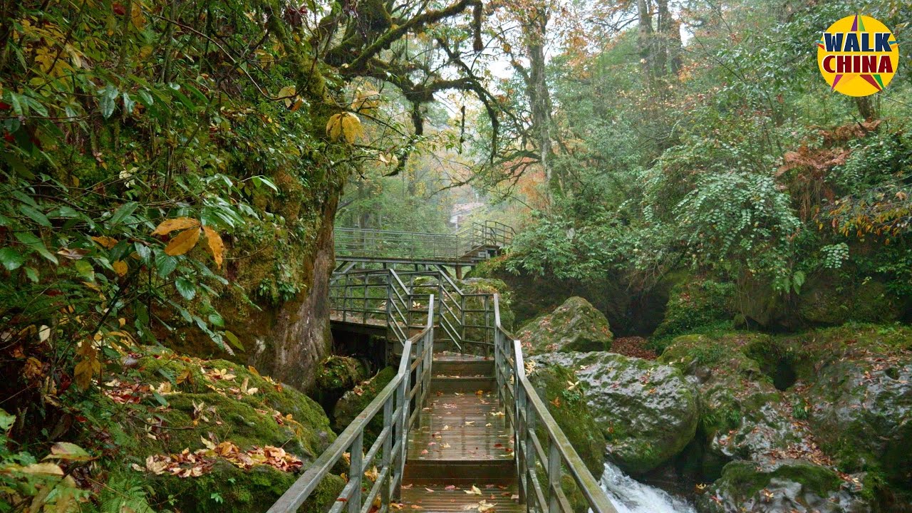 Walking the Autumn Forest Trails of West China - 4K Virtual Hike with ...