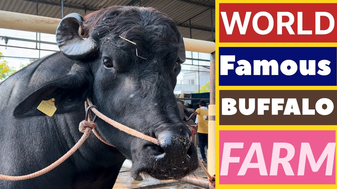 WORLD FAMOUS BUFFALO BREEDING FARM | LEKSHMI DAIRY FARM # ...