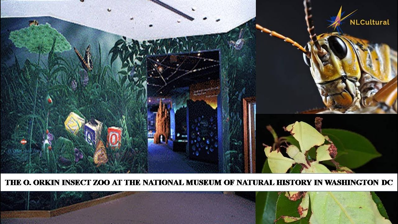 The O Orkin Insect Zoo at the National Museum of Natural History in ...