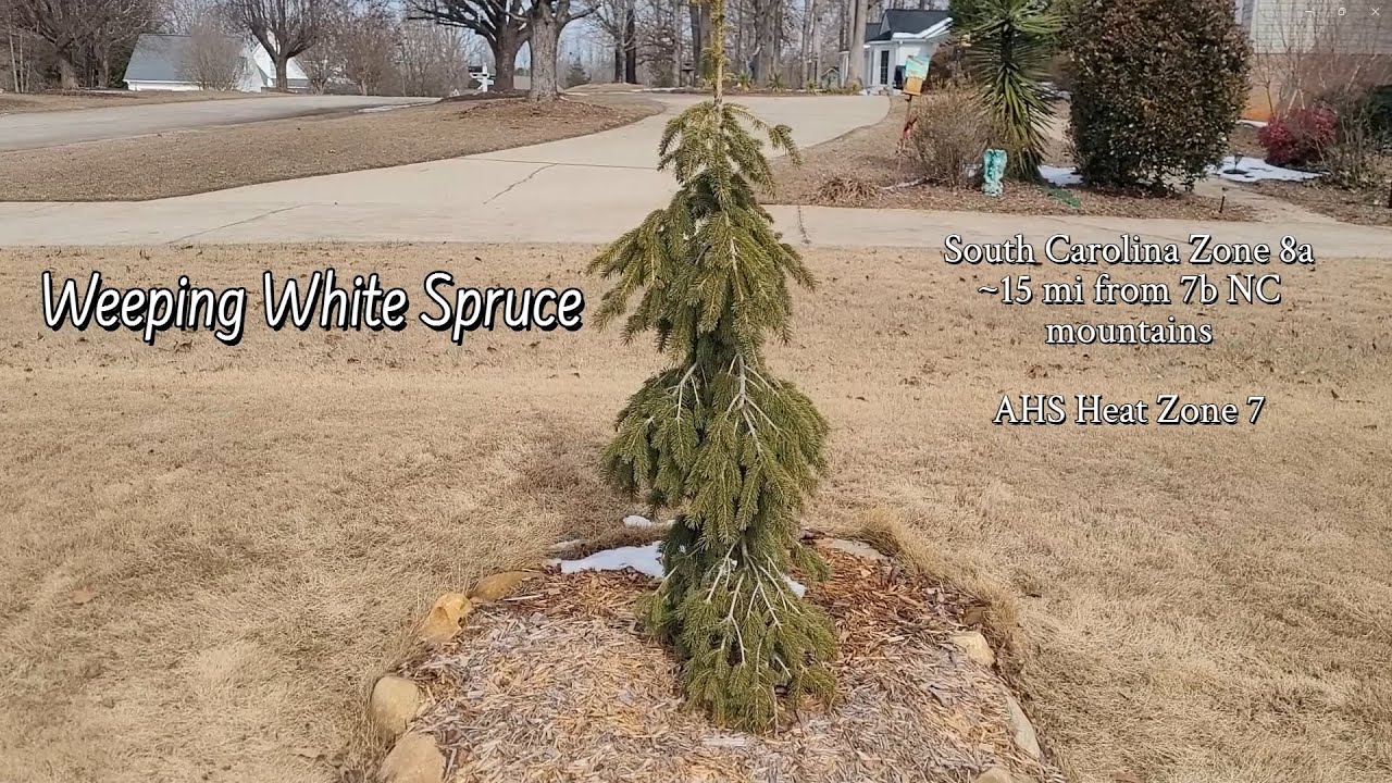 Needle Drop & Establishment Stress on Weeping White Spruce - YouTube