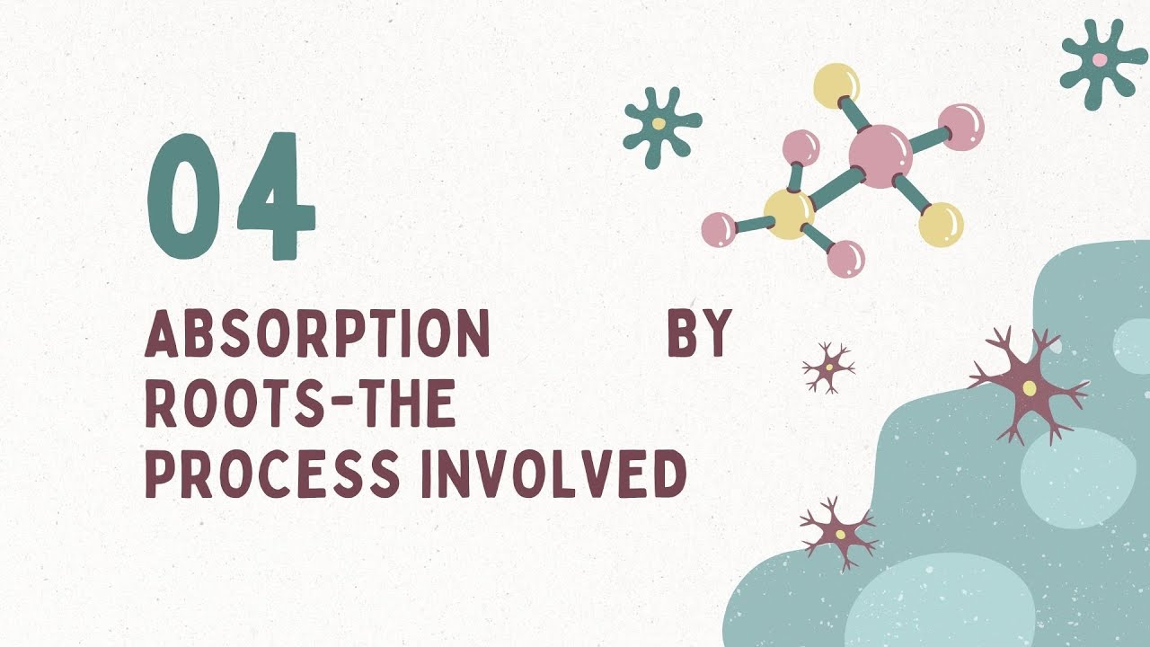 ABSORPTION BY ROOTS THE PROCESS INVOLVED CHAPTER 4 CLASS 10 ICSE ...