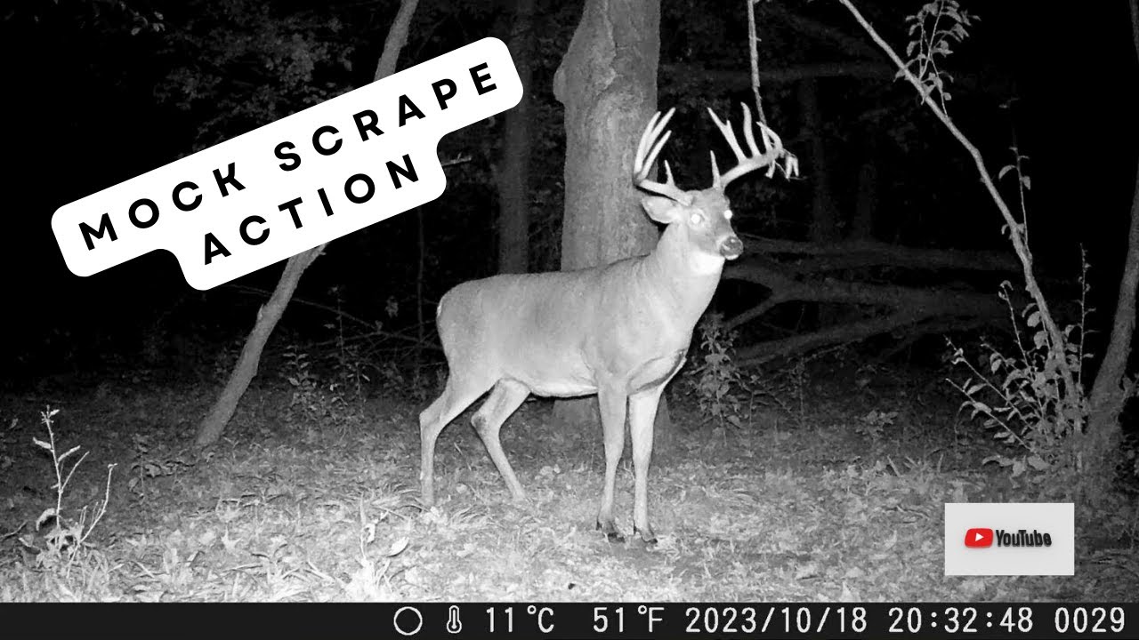 Pair of Whitetail Bucks Hit the Mock Scrape | Trail Cam Videos - YouTube