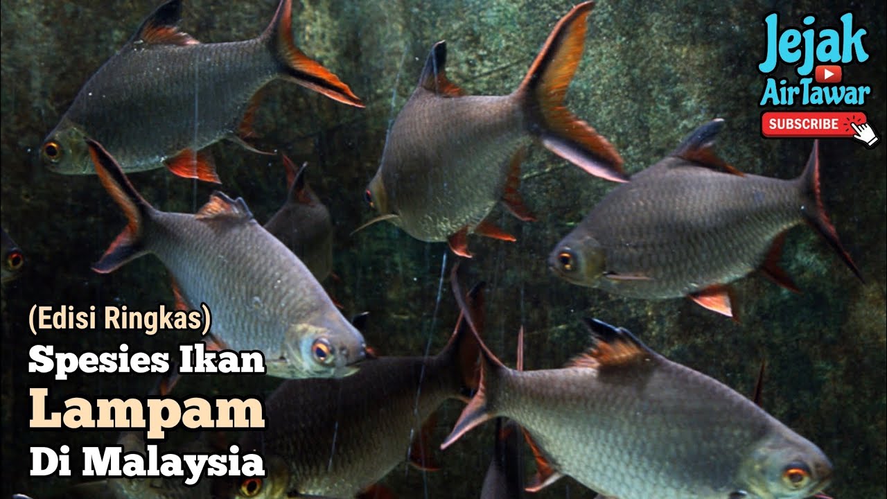 (Edisi ringkas) Spesies ikan lampam di Malaysia - YouTube