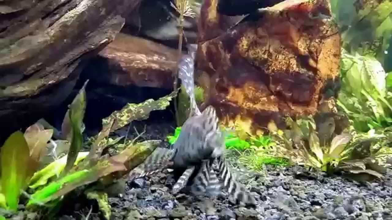 My beautiful blue eyed cat. Synodontis Eupterus African Featherfin ...