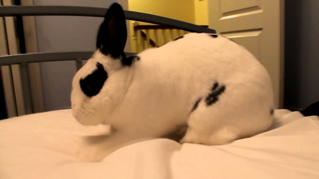 Fluffy Rabbit Gets Angry - YouTube