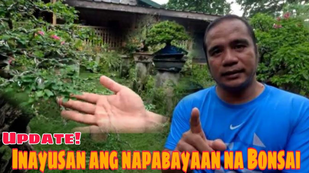 UPDATE! SA INAYUSAN ANG NAPABAYAAN NA BONSAI..KAMUSTAHIN NATIN. #bonsai ...