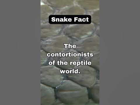Snakes can unhinge their jaws... #reptiles #snkeltd #ballpython - YouTube