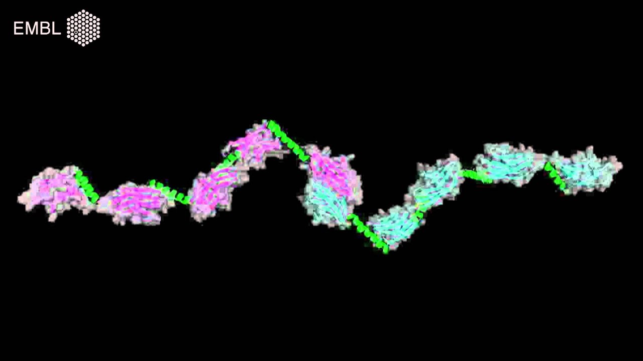 Myomesin protein stretching - YouTube