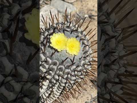 Wild cactus valley with Copiapoa Eulychnia and Eriosyce 🤓🌵