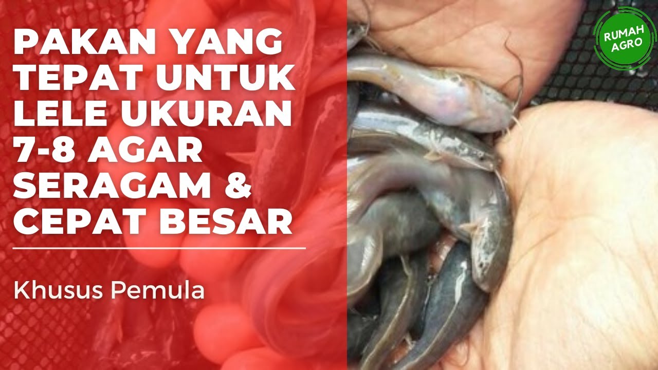 Pakan Lele Ukuran 7-8 cm Yang Tepat Agar Lele Cepat Besar - YouTube