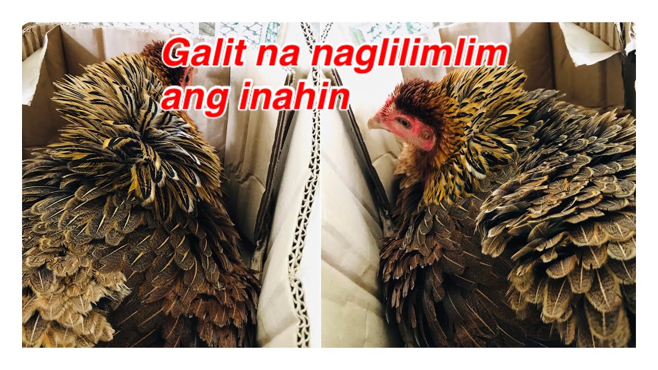 MGA MANOK NA ALAGA | PAANO MAGALIT ANG NAGLILIMLIM NA INAHING MANOK ...