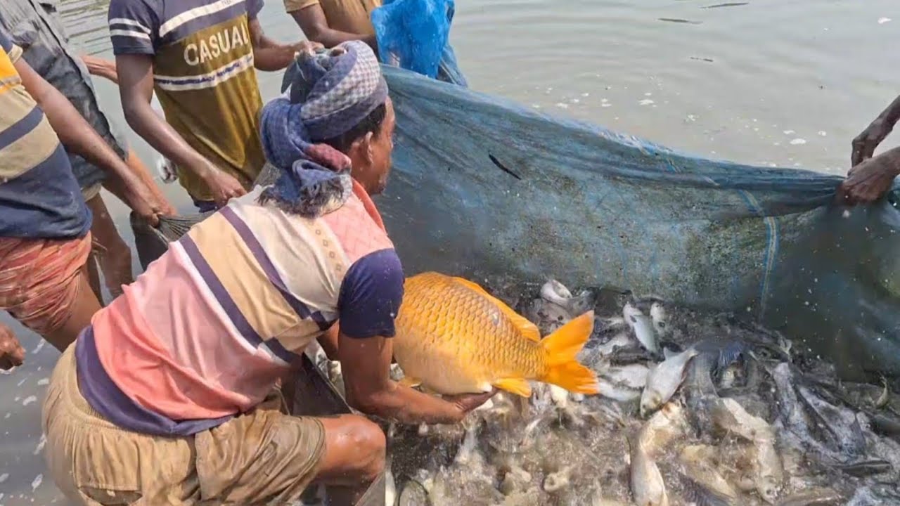 Great video of catching big fish in the pond - YouTube