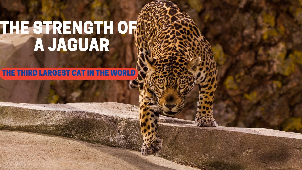 The Strength of a Jaguar - YouTube