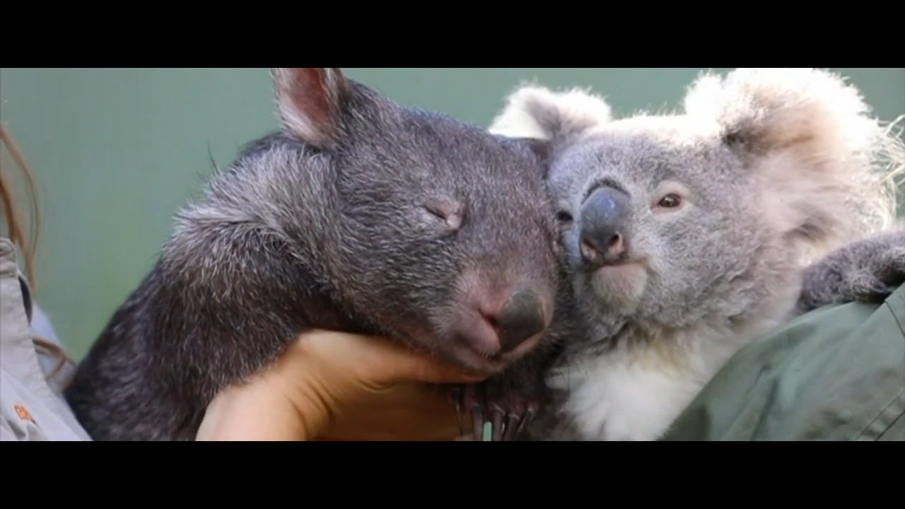 Wombat, koala friendship forged in lockdown - YouTube