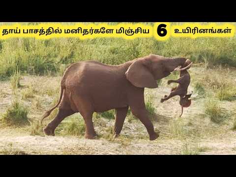 பாசமுள்ள விலங்குகள் || Six Mother Animals Saving His Babies || Tamil Info Share
