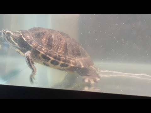 Turtle Has Tapeworms - YouTube