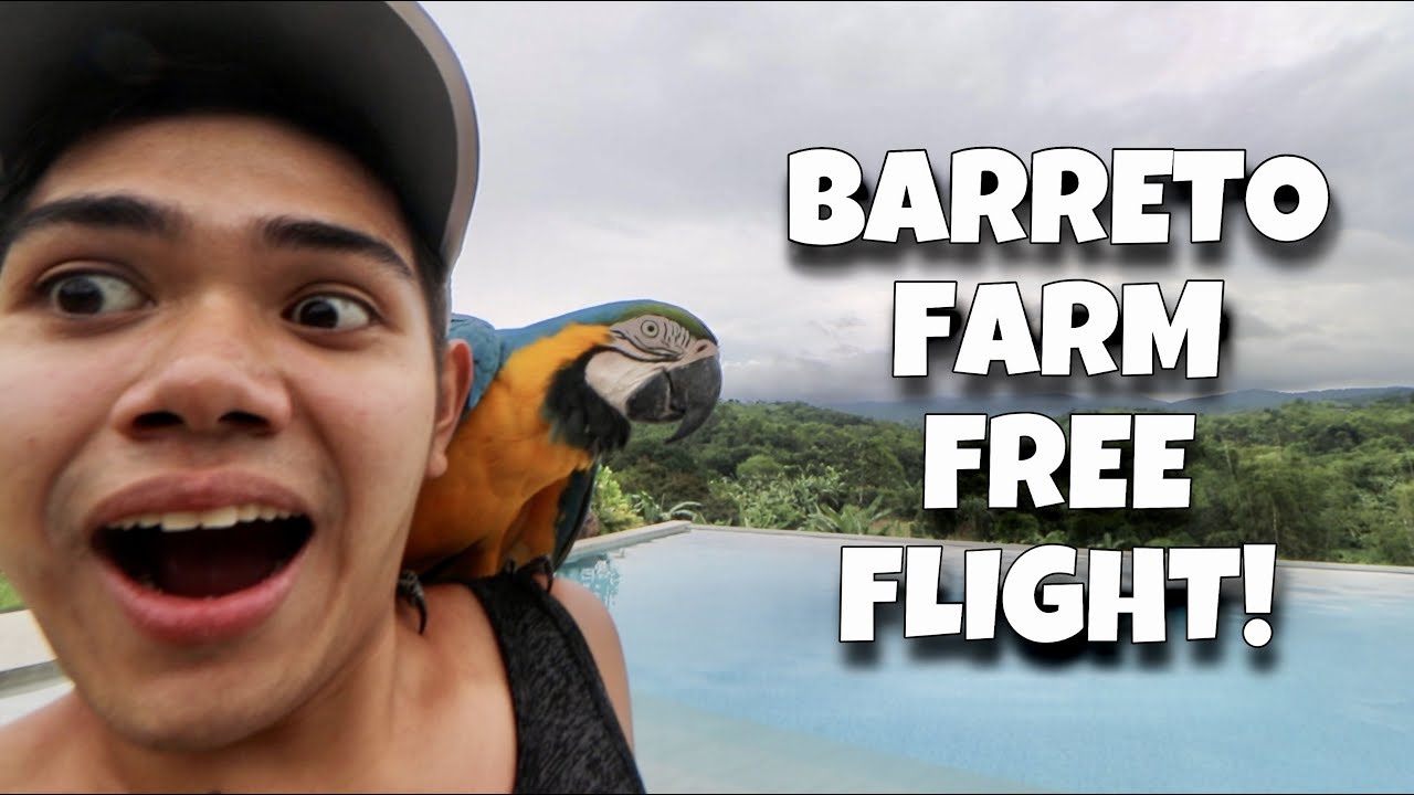 BARRETO FARM BLUE AND GOLD MACAW PARROT FREE FLIGHT! Kelly and bruno ...
