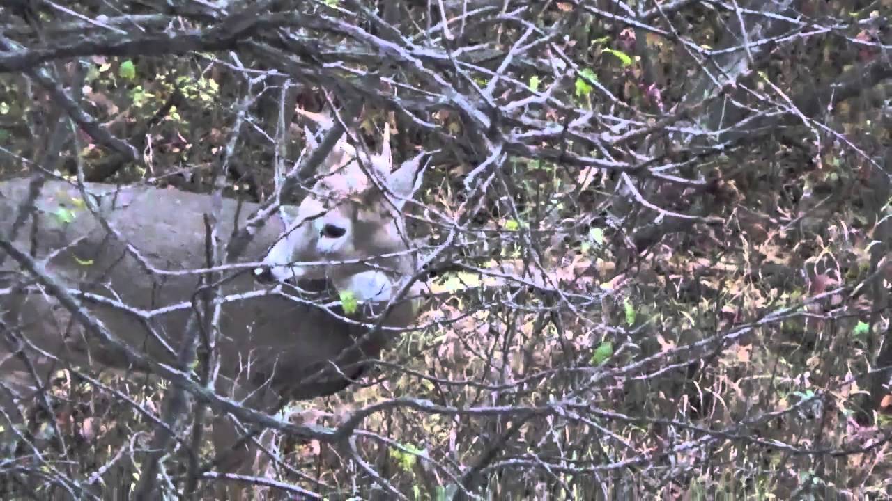 Rattling A buck in three times - YouTube