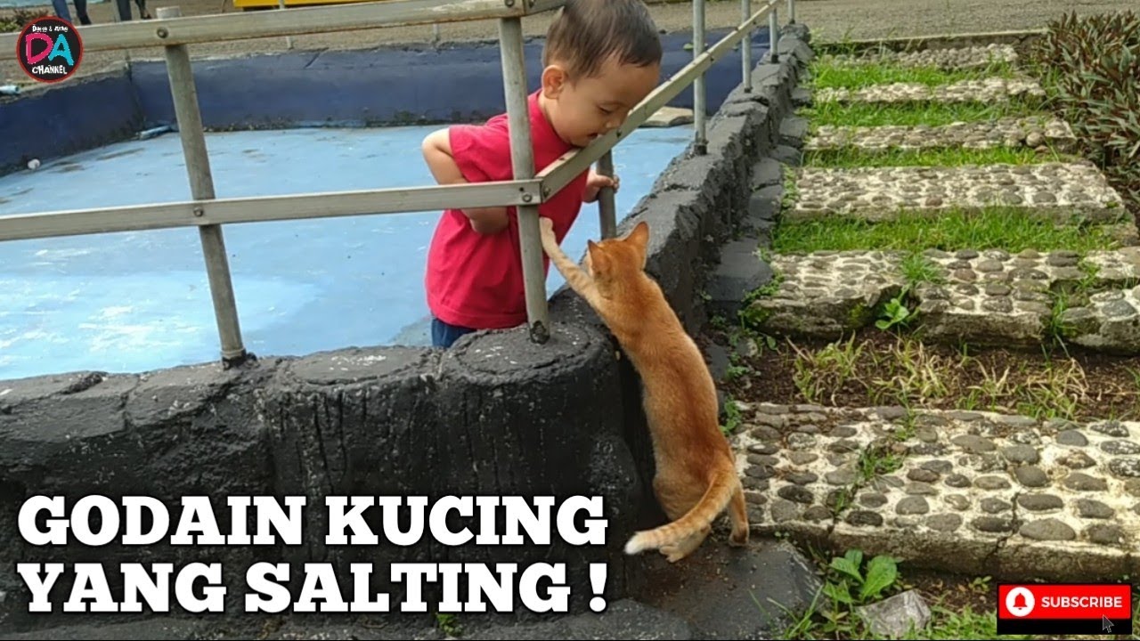 DICAKAR KUCING KUNING @ObanRobandi #kucing #kucingkampung #kucinglucu ...
