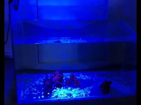15w Ultra Blue Fish Tank LED Light bulb, Grassy Ledio - YouTube