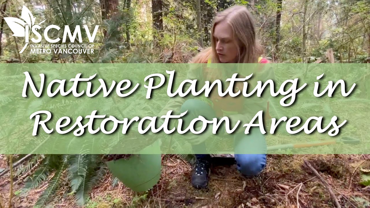 Native Planting in Restoration Areas - YouTube