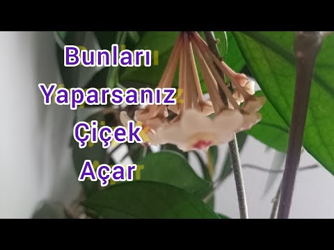 Mum Bitkisinin çiçek açması için ne yapmalıyız.