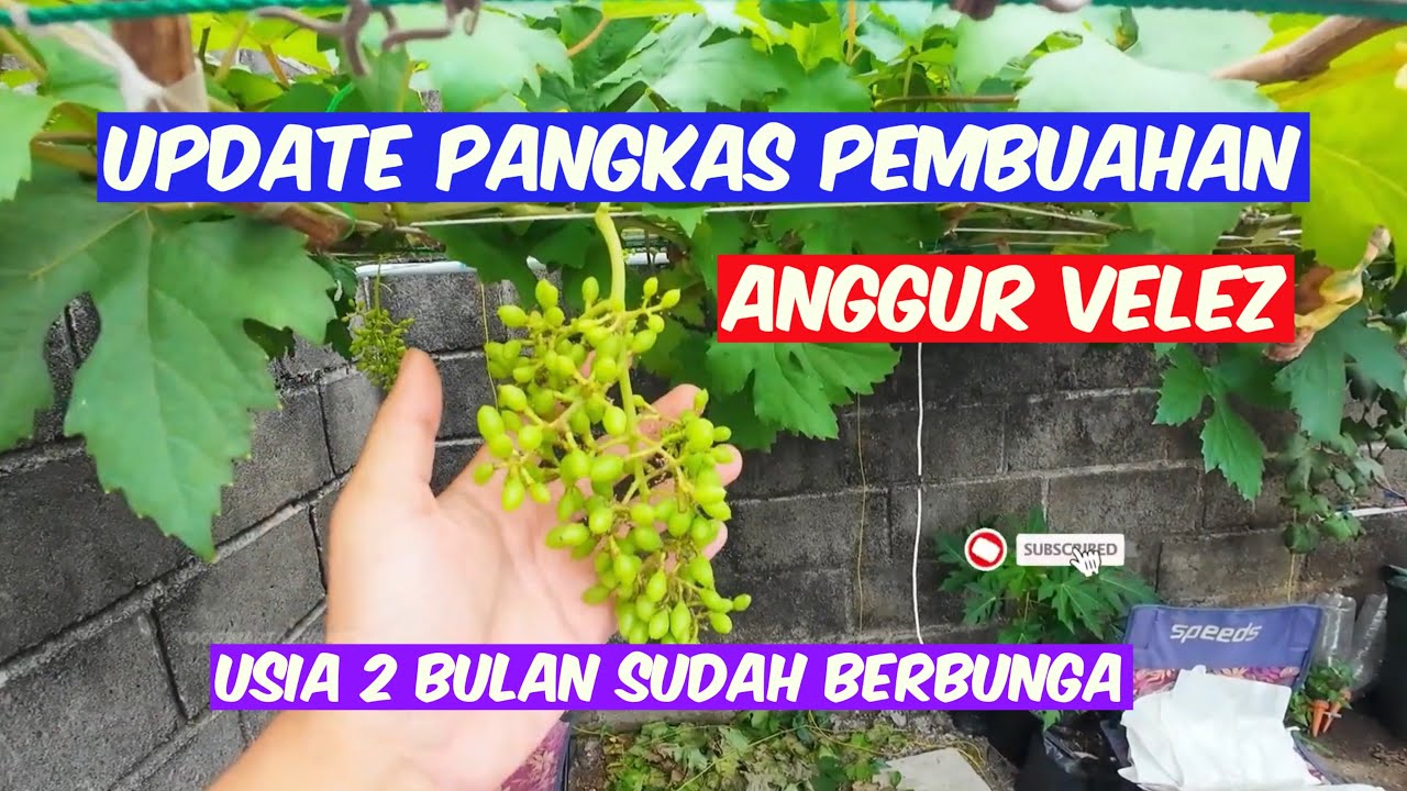 Update pangkas pembuahan Anggur Import Jenis Veles - YouTube
