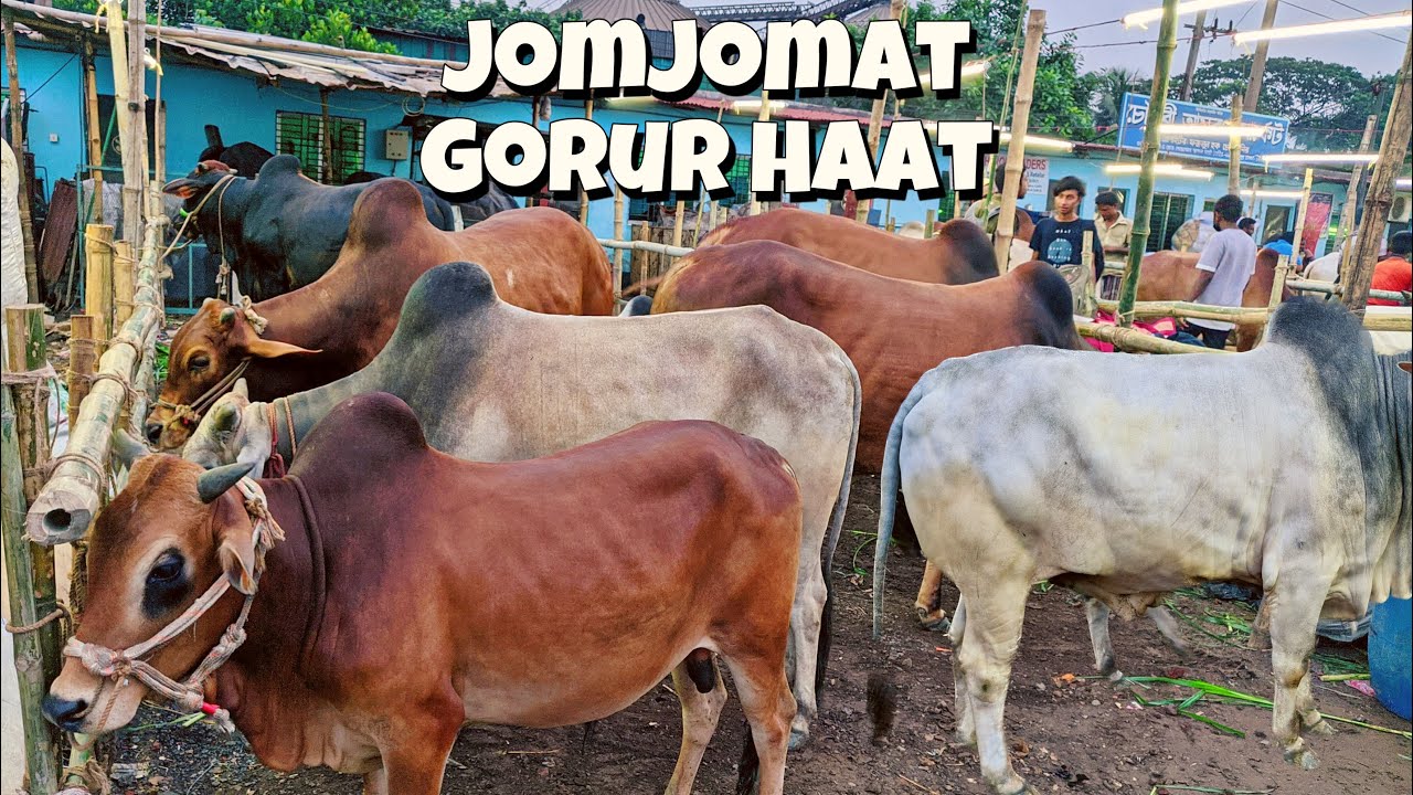 Postogola Shoshanghat Gorur Haat | Jomjomat Gorur Haat | Qurbanir Goru ...