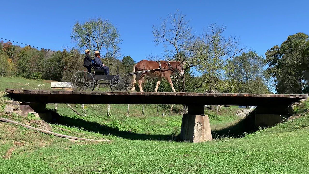 Big John Belgian draft mule for sale MUST SEE 🤠🤠🤠🤠🤠☎ ...