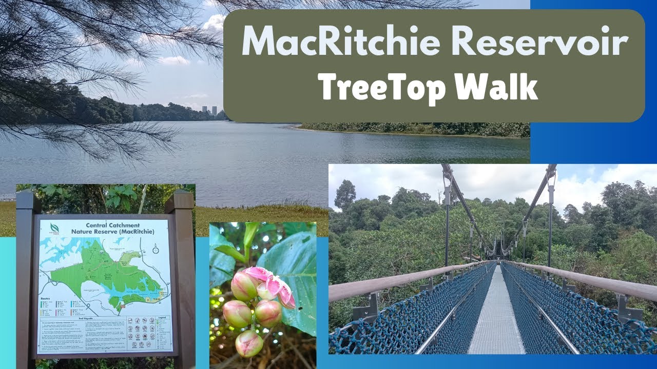 Singapore Vlog ~ MacRitchie Reservoir | TreeTop Walk - YouTube