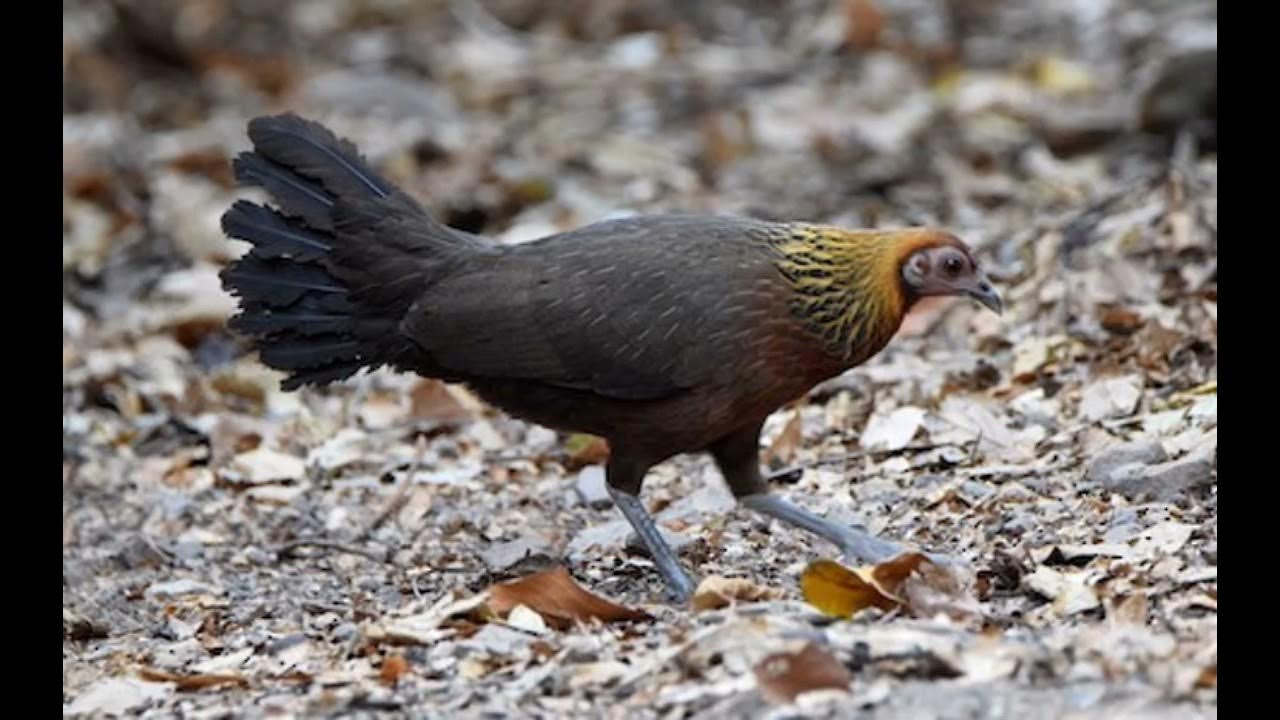 Suab Poj Qaib dib seev zoo heev |2023| - YouTube