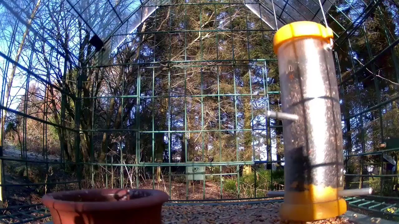 More Live Nature, Live Stream - YouTube