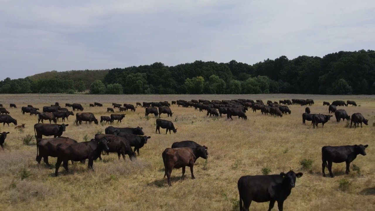 Giurgiu, Singureni, Ferma de Vaci Black Angus, Pasune, Cornel Iacomita ...
