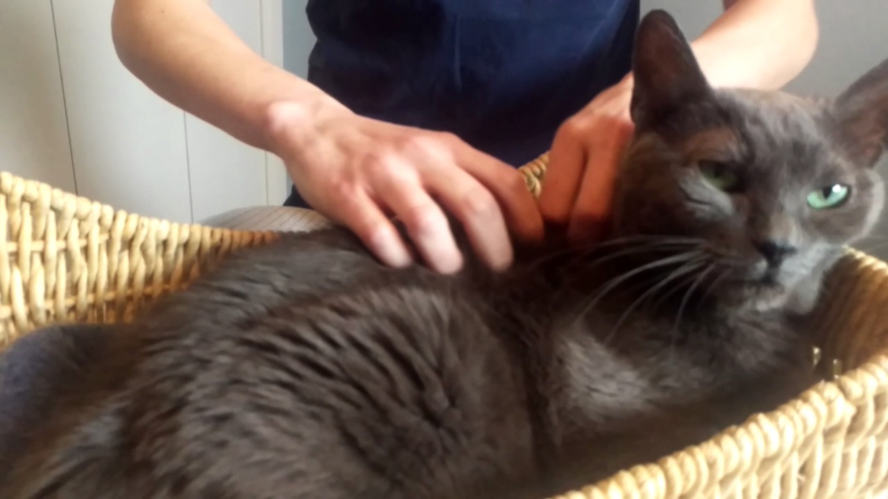 How to Give Your Pet a Subcutaneous (SQ) Injection - YouTube