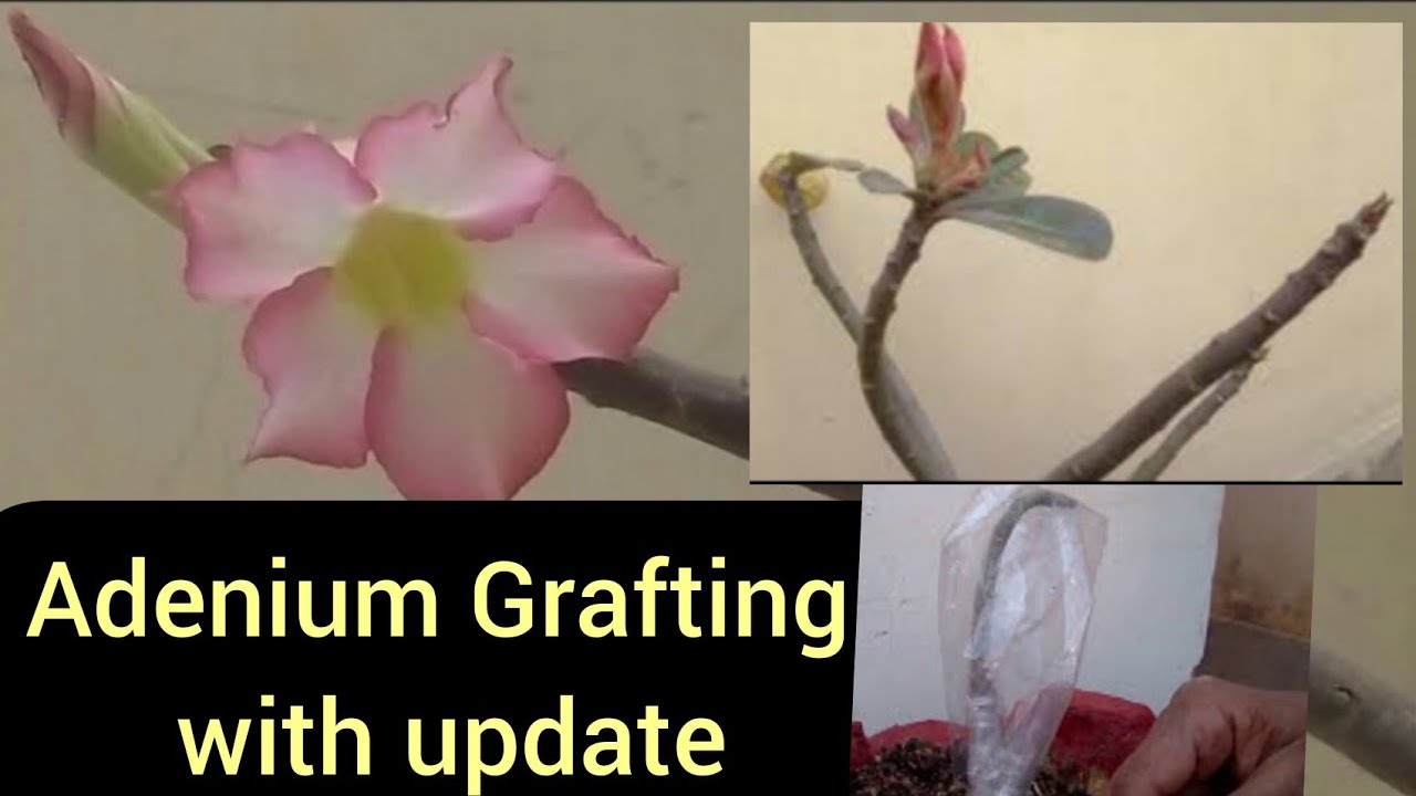 Adenium Grafting Technique Free Style ! How To Graft Adenium with ...