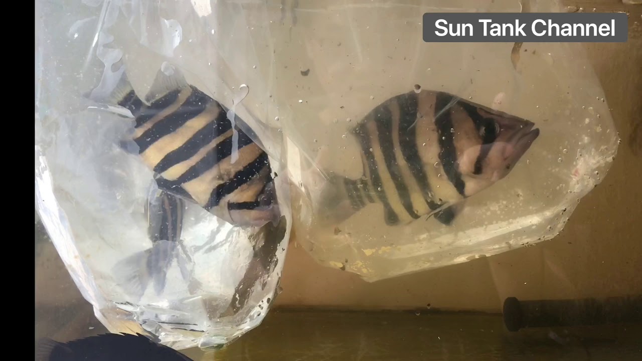 Unboxing Tiger Fish / ikan Datz Sumatra Perdana Sun Tank Channel, dan ...