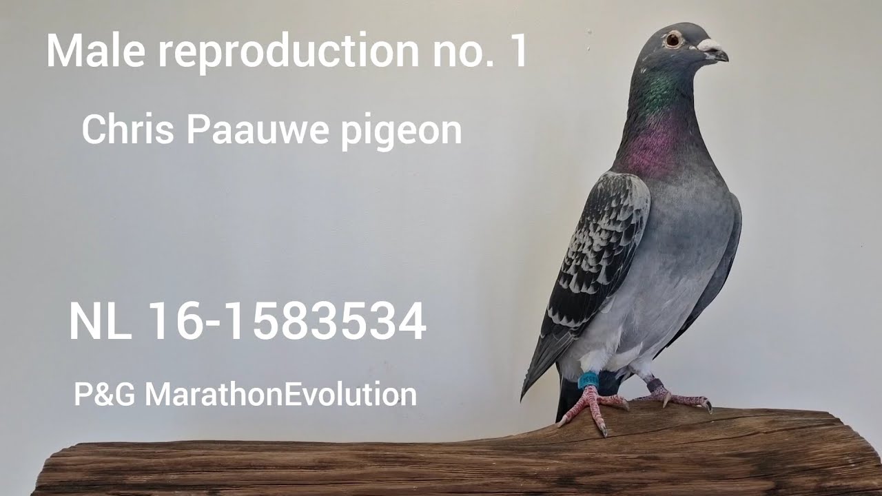 Chris Paauwe pigeon nr. 1 - YouTube