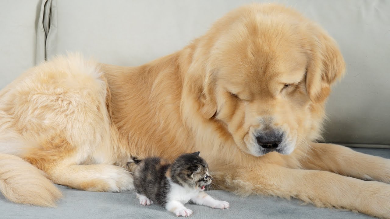 Before The Stray Kitten Became Friends With The Golden Retriever - YouTube