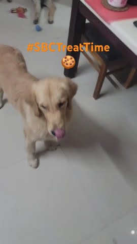 #SBCTreatTime 🍪 How Max eats his Roti | dogs | puppy | Dog Shorts # ...