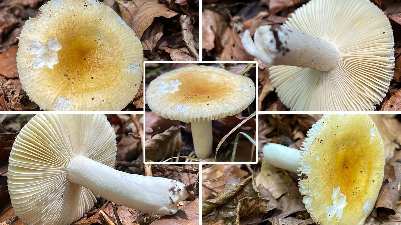 Pilzportrait - Sonnentäubling, Sonnengelber Täubling, Russula solaris ...